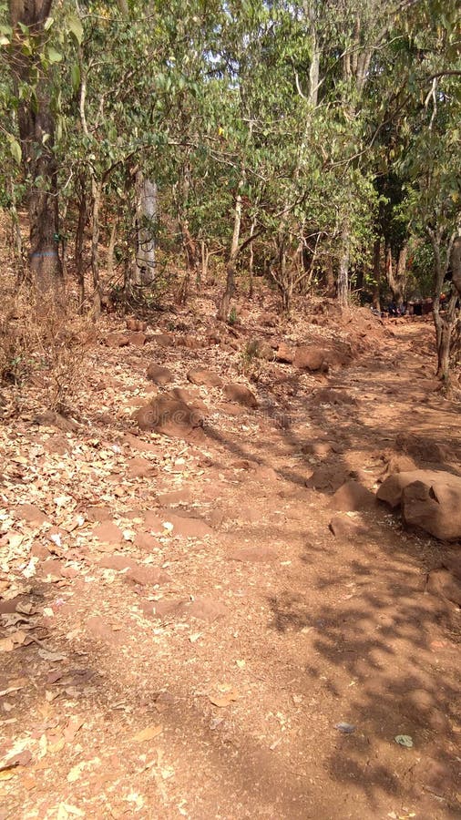 A Dusty Path through Forest of Amarkantak Stock Image - Image of forest ...