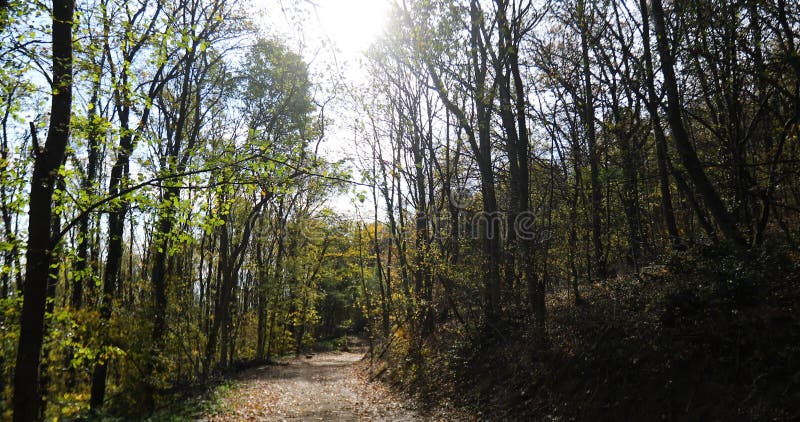 A Dusty Path through the Forest Stock Video - Video of dusty, real ...