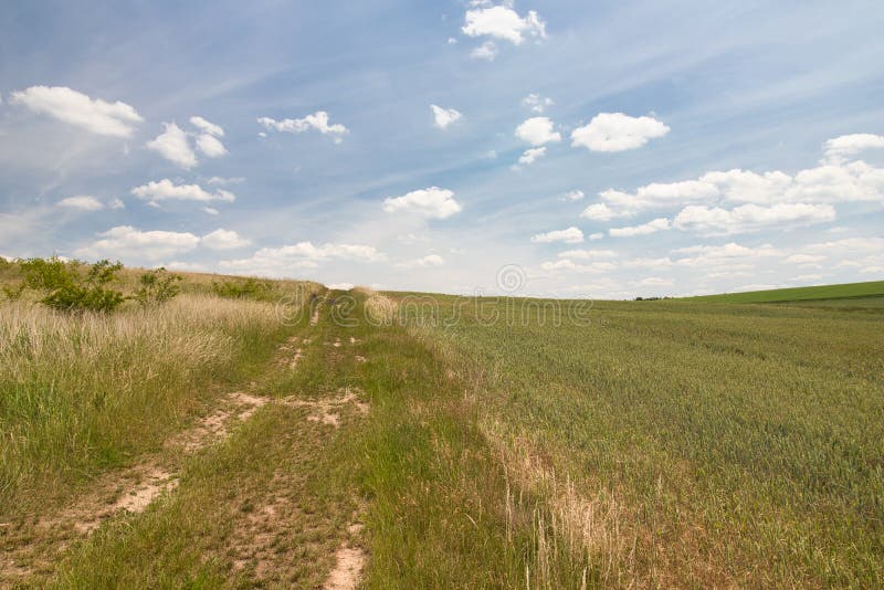A Dusty Path between Grain Fields in Spring Day Under White Clouds ...