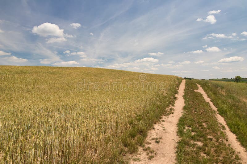 A Dusty Path between Grain Fields in Spring Day Under White Clouds ...