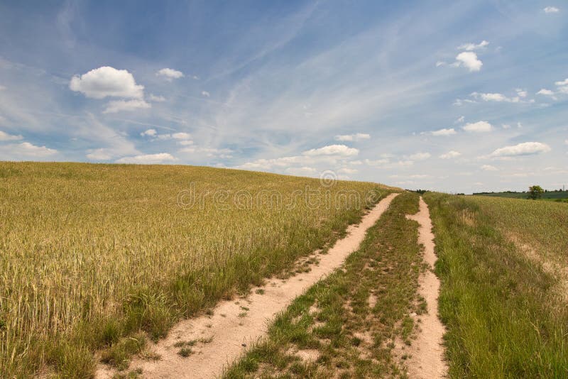 A Dusty Path between Grain Fields in Spring Day Under White Clouds ...