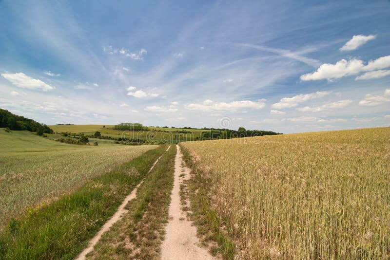 A Dusty Path between Grain Fields in Spring Day Under White Clouds ...