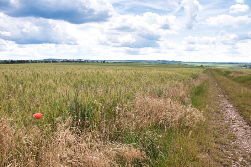 A Dusty Path between Grain Fields in Spring Under White Clouds. Stock ...