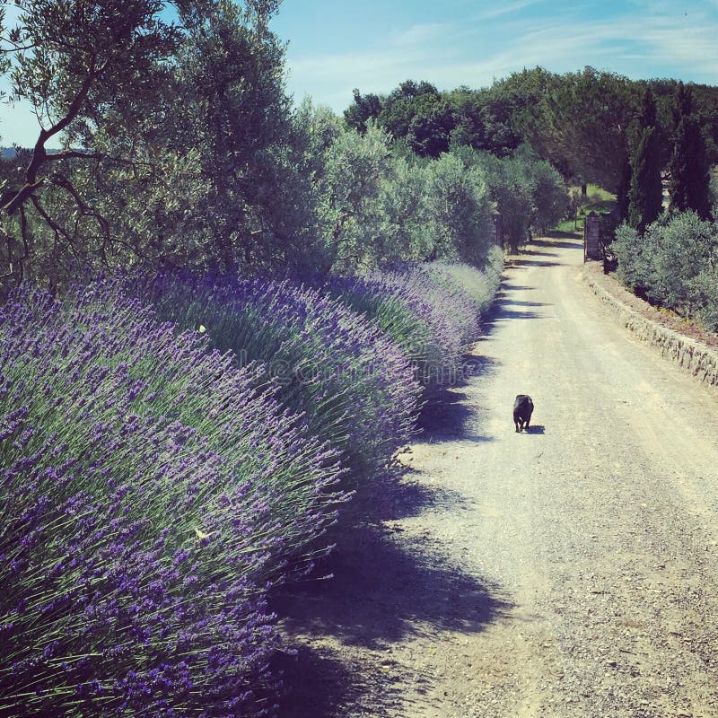 Dusty path stock image. Image of path, spring, dusty - 109254295