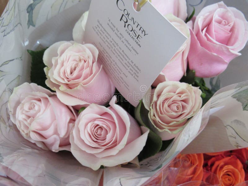 Dusty pink roses stock photo. Image of bouquets, lilac - 266523302