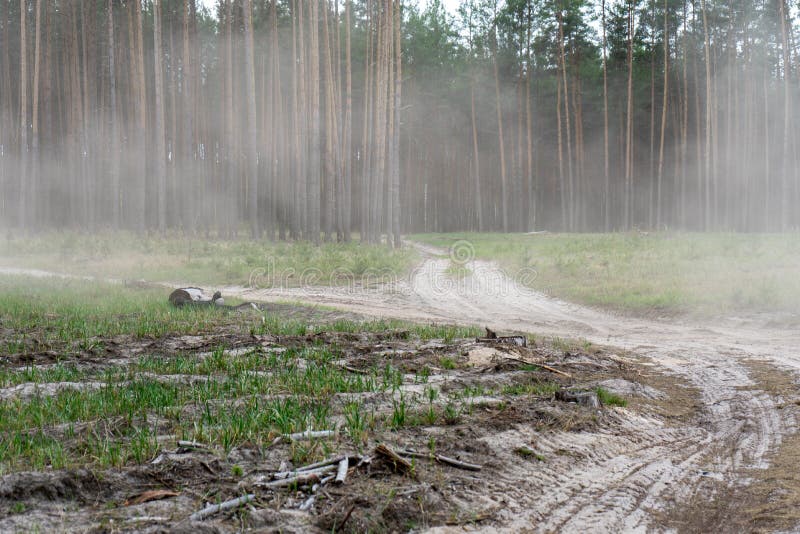 Dusty road in pine forest stock image. Image of tree - 181967855
