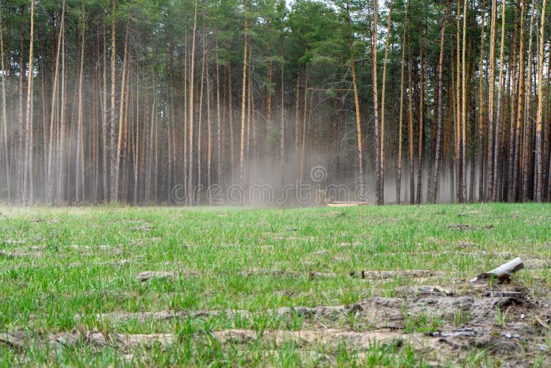 Dusty road in pine forest stock image. Image of tree - 181967867