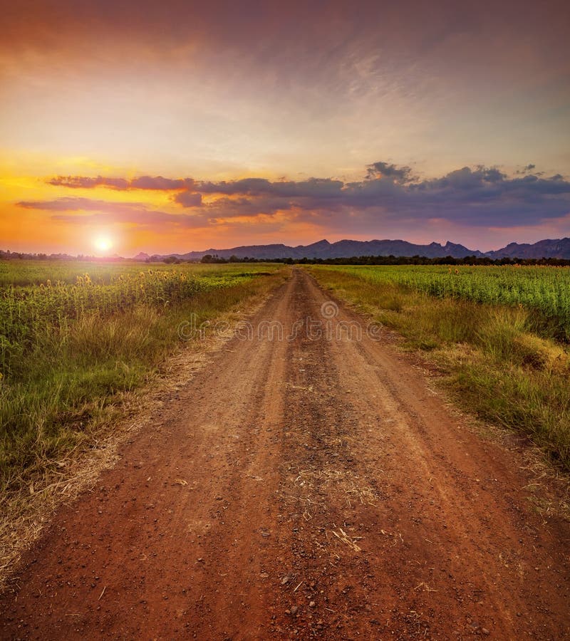 Dusty Road Run into Sunflowers Field and Sun Set Sky Background Stock ...