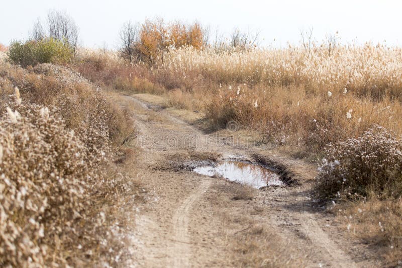 Dusty Road in the Wilderness Stock Image - Image of yellow, track ...
