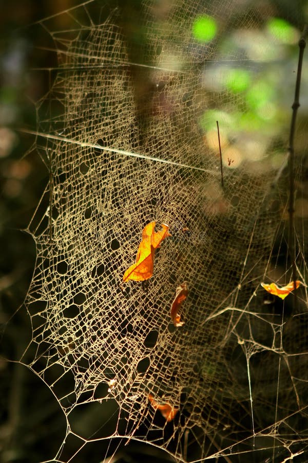 Dusty spider web stock image. Image of nature, spiderweb - 11660179