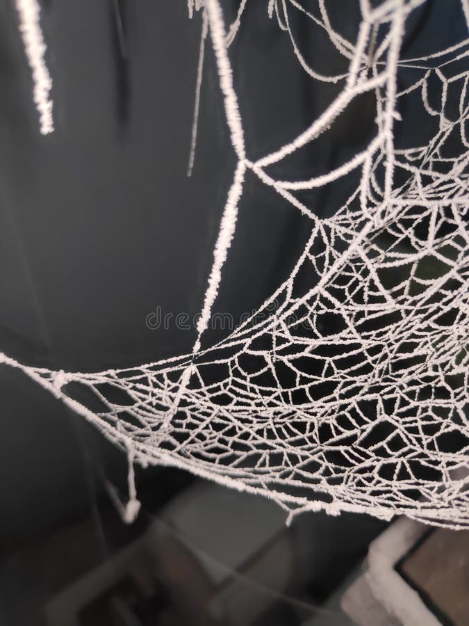 Dusty spider web stock photo. Image of black, nature - 88445956