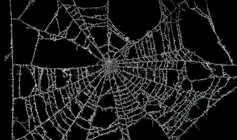 Dusty spider web stock photo. Image of natural, horror - 88445458
