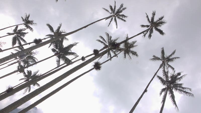Dutch angle of palm trees stock video. Video of high - 352608571