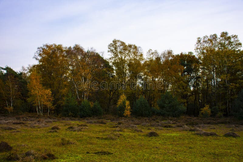 Dutch Autumn Landscape with Beautiful Colored Trees Stock Image - Image ...