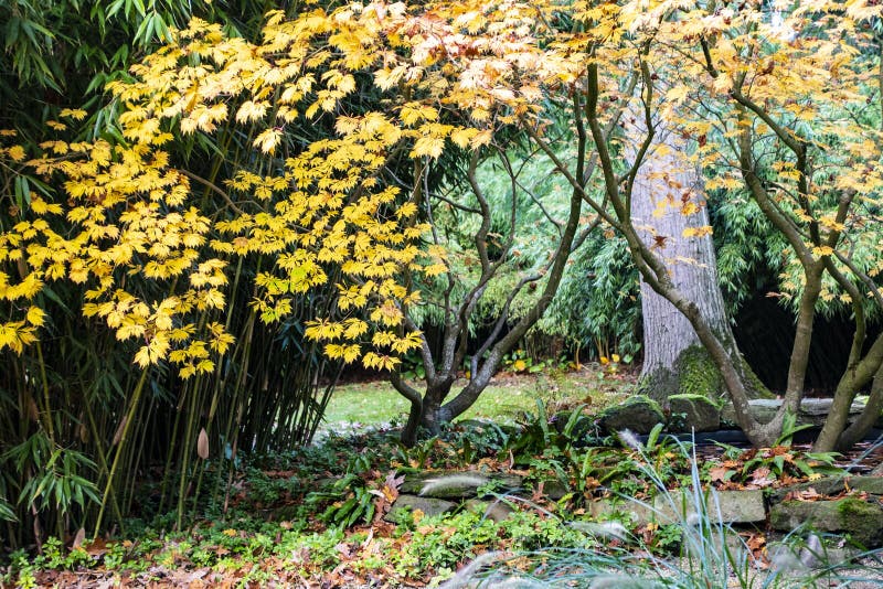 Dutch Autumn Landscape with Beautiful Colored Trees Stock Image - Image ...