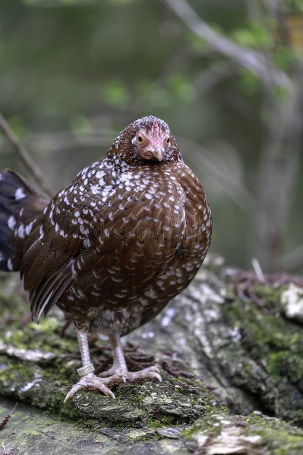 Dutch Bantam pullet stock image. Image of feathers, farming - 113262253