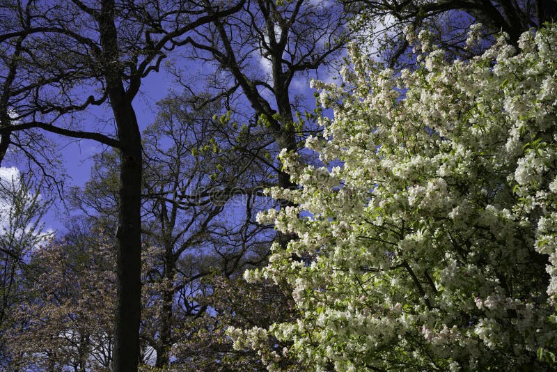 Dutch Blossom Tree stock image. Image of grass, heritage - 92258161