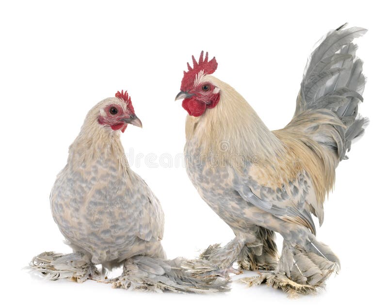 Booted bantam chickens stock image. Image of fluffy, pets - 4635047
