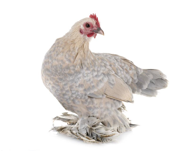 Booted Bantam Millefleur Rooster in the Garden Stock Image - Image of ...