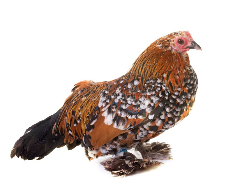 Booted Bantam Millefleur Rooster in the Garden Stock Image - Image of ...