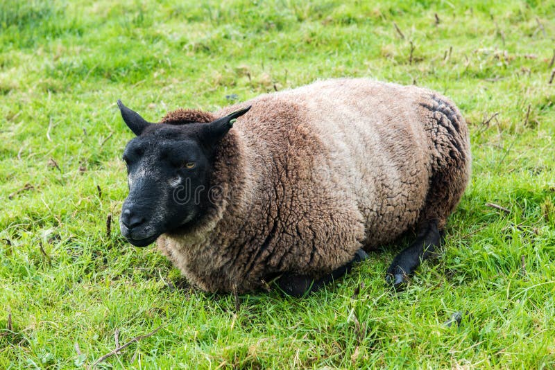 Dutch Brown Sheep on the Grass. Zaanse Schans, Netherlands Stock Photo ...