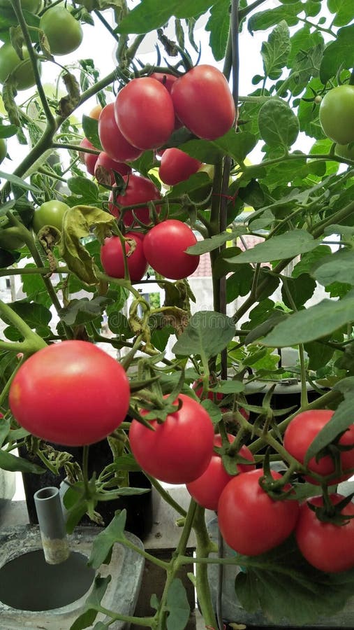Dutch Bucket Hydroponic Tomatoes Stock Image - Image of plant, garden ...