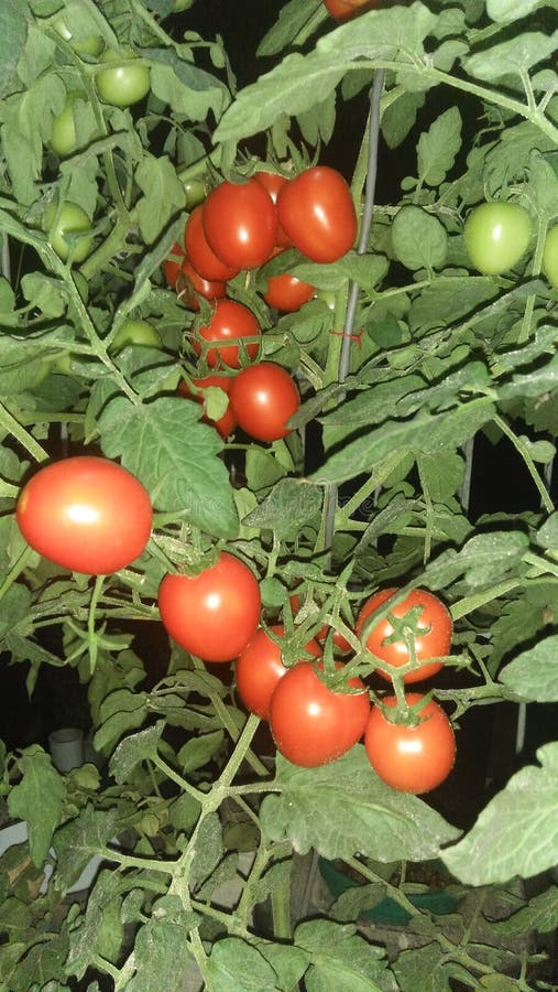 Dutch Bucket Hydroponic Tomatoes Stock Image - Image of citrus ...