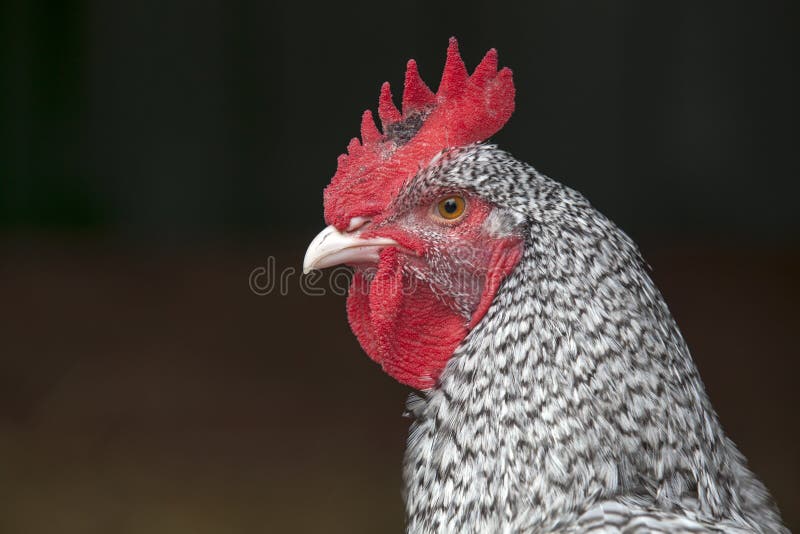Chicken At Poultry Farm In The Netherlands Stock Image - Image of ...