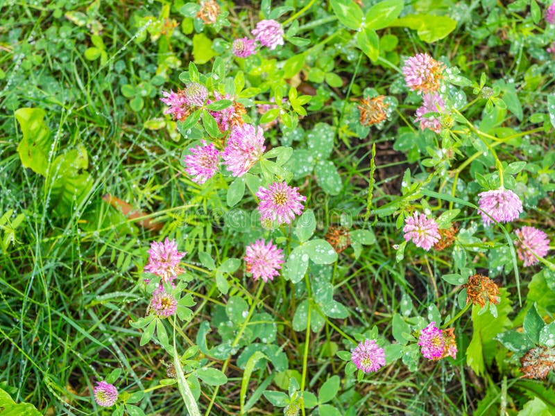 Dutch Clover on Field in the Spring Stock Photo - Image of environment ...