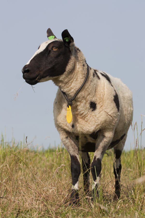 Dutch colored sheep stock image. Image of sheep, farm - 39890225