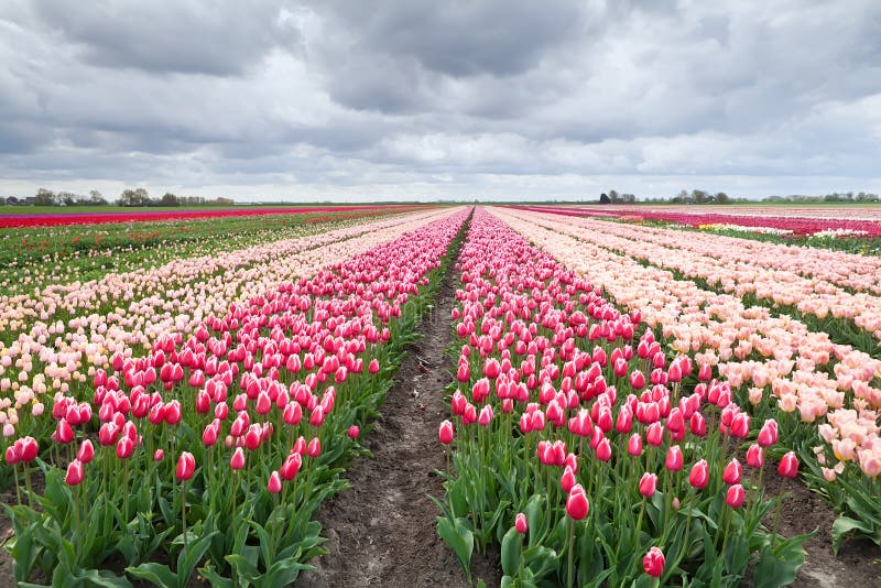 Dutch Colorful Tulip Fields Stock Image - Image of season, culture ...