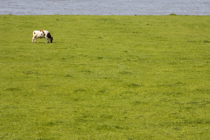 Dutch cow stock photo. Image of grazing, scene, cattle - 14422886