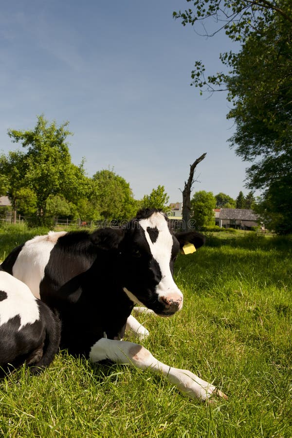 Dutch cow stock image. Image of typical, nature, white - 15000993