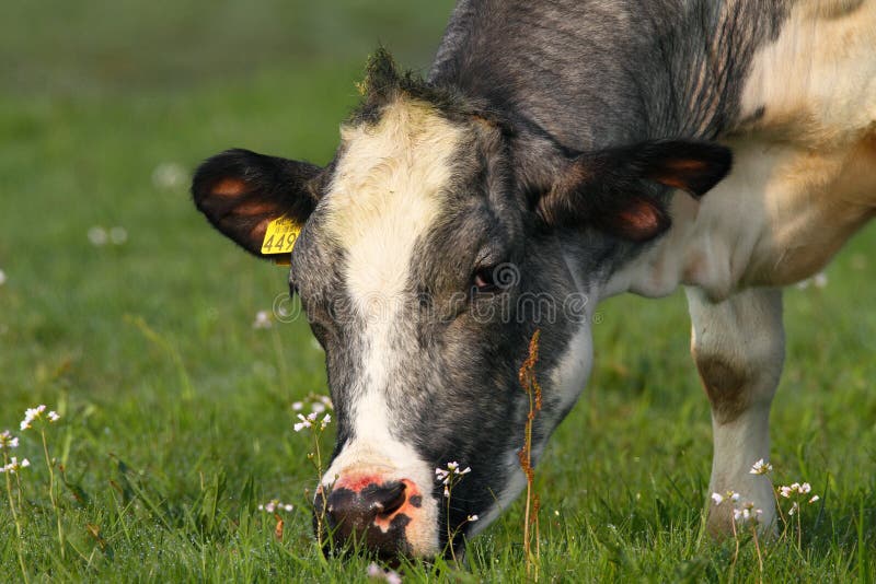 Dutch Cow stock image. Image of hide, farm, heffer, grazing - 20728383