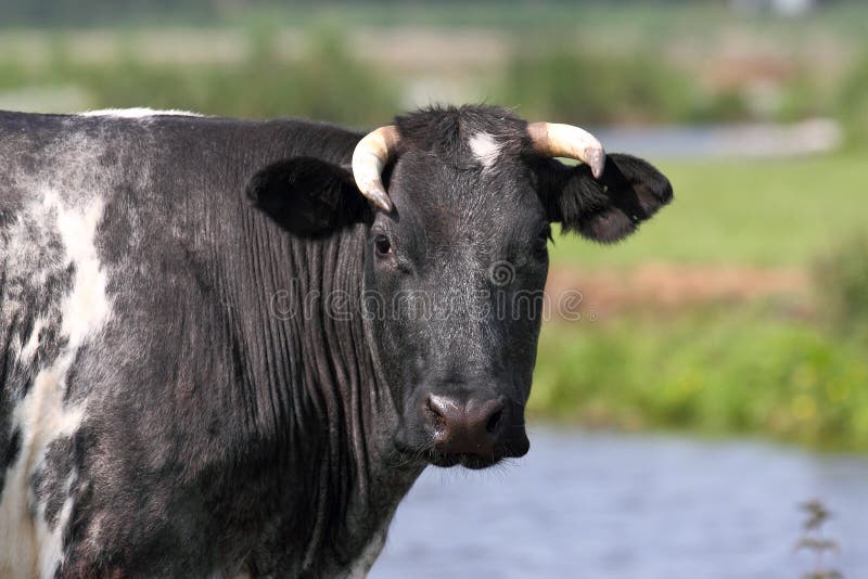 Dutch Cow stock photo. Image of graze, dairy, blue, hide - 20728482