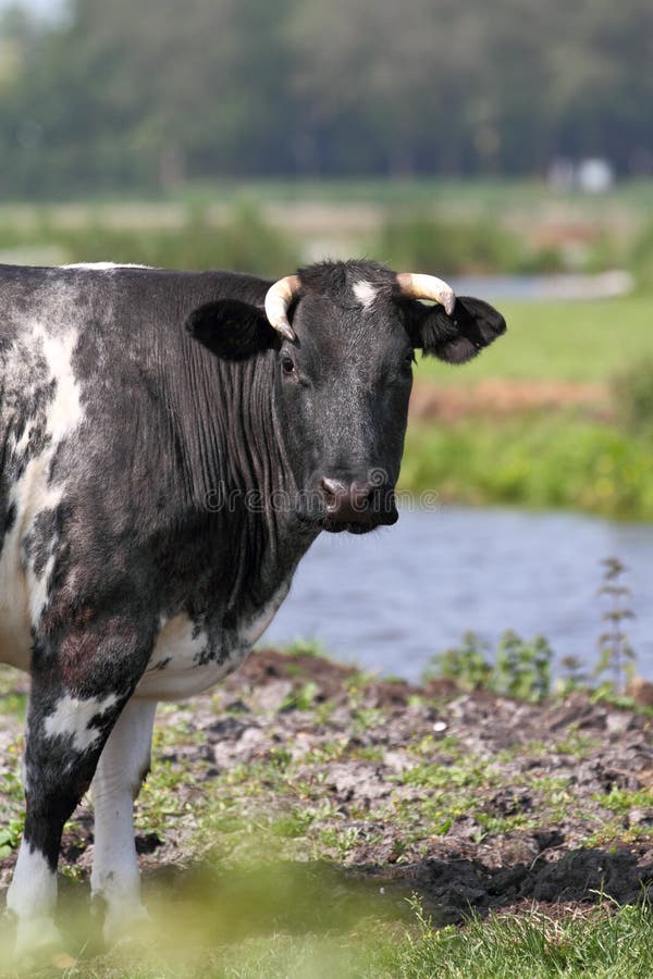 Dutch Cow stock image. Image of hide, meadow, country - 20728499