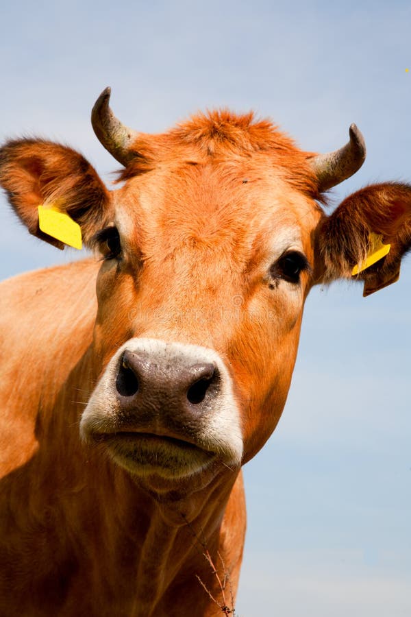 Dutch cow stock image. Image of beast, meadow, agriculture - 20835205