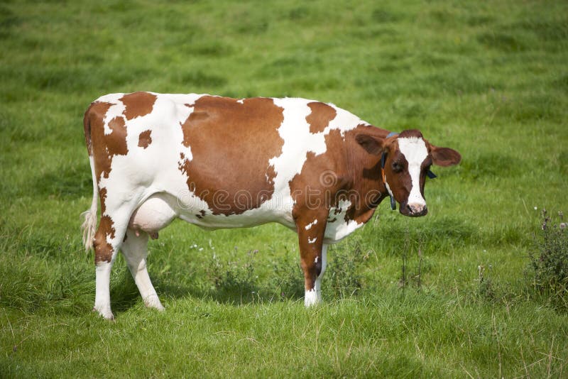 Typical Dutch cow stock photo. Image of agricultural, closeup - 890462