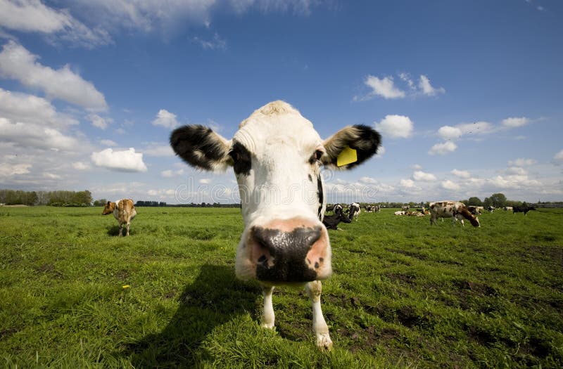 Dutch cow stock photo. Image of brown, beast, country - 9146640