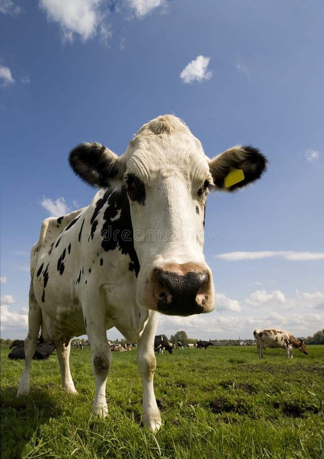 Dutch cow stock photo. Image of meadow, dutch, cattle - 9146842