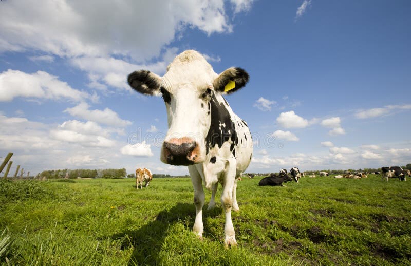 Dutch cow stock photo. Image of grazing, farmland, agriculture - 9147660