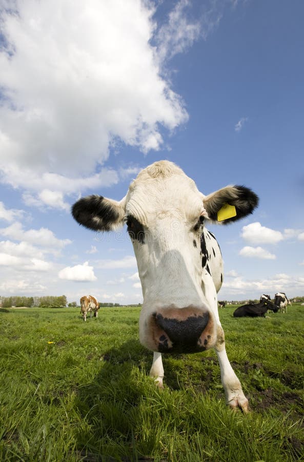 Dutch cow stock image. Image of netherlands, grazing, dutch - 9147727