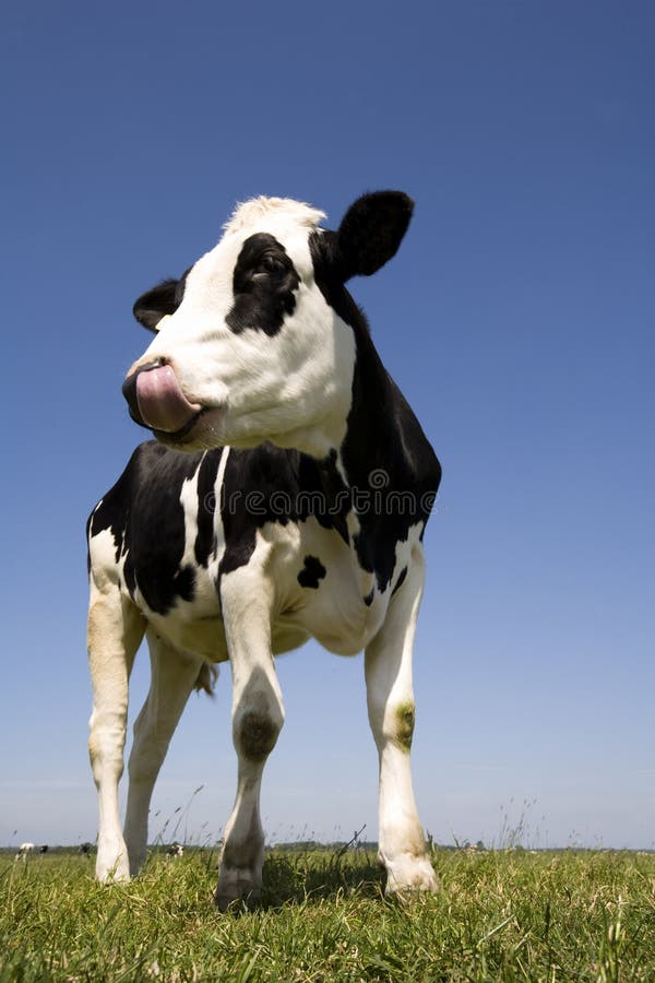 Dutch cow stock photo. Image of milk, agriculture, grassland - 9656634