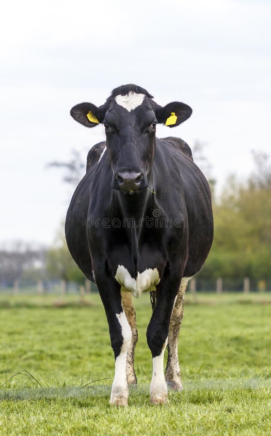 Dutch cow stock image. Image of landscape, animals, grass - 100791647