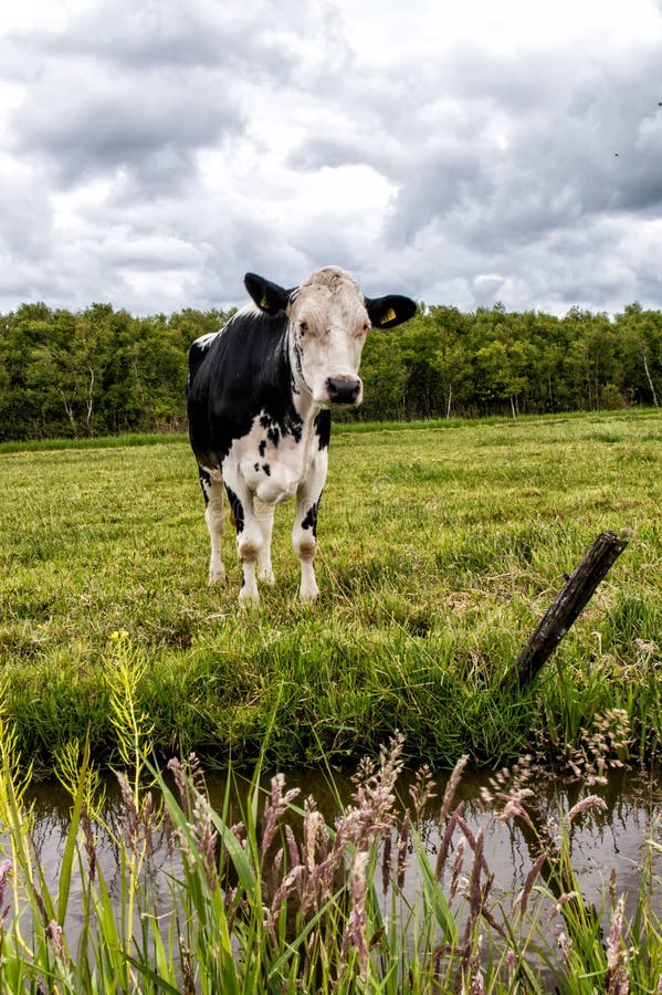 Dutch Cow stock photo. Image of cattle, female, curious - 54683096