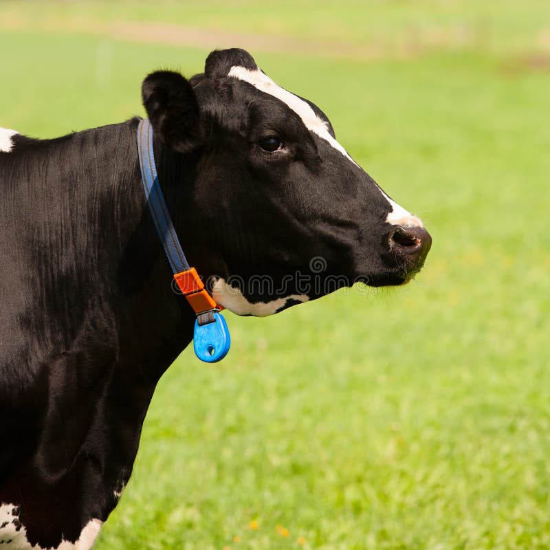 Dutch cow stock image. Image of livestock, dairy, meadow - 43361347