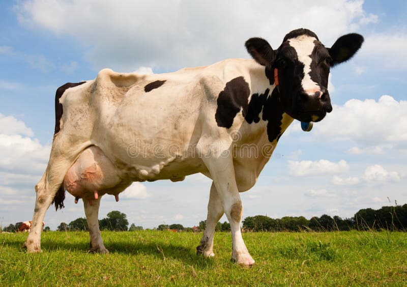 Dutch cow stock photo. Image of country, rural, netherlands - 44923726