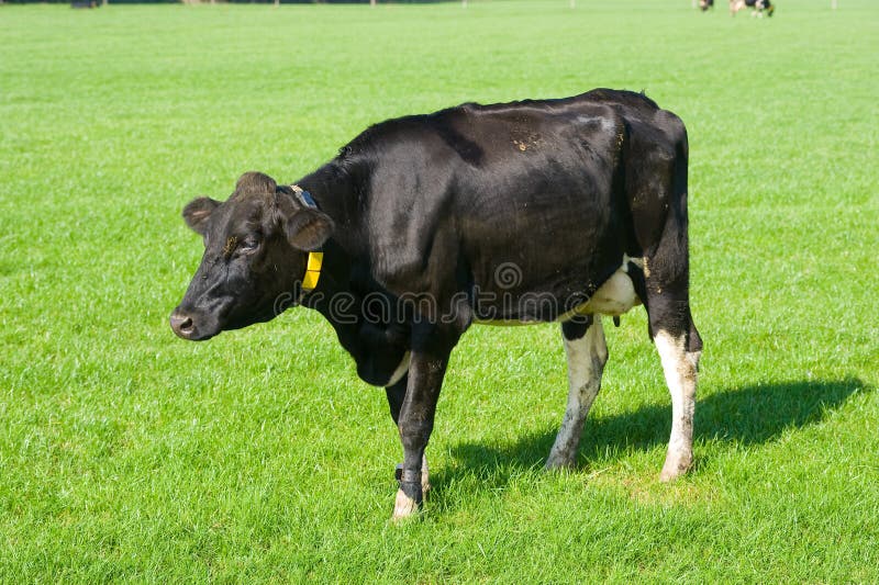 Dutch cow stock image. Image of agricultural, holland - 102559927