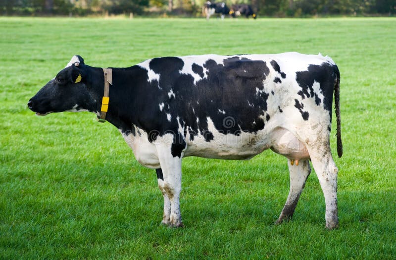 Dutch cow stock image. Image of dutch, breeding, beast - 102560243