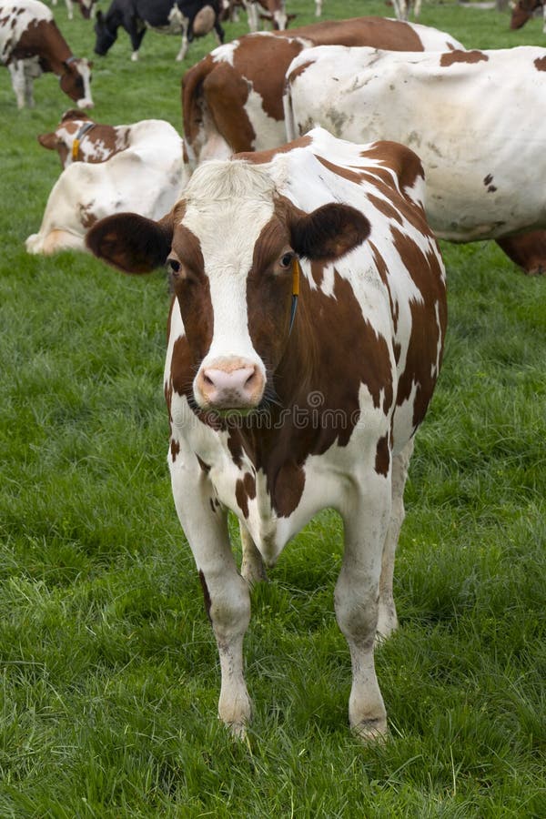 Dutch Cow Standing in the Meadow Looking into Camera Stock Image ...